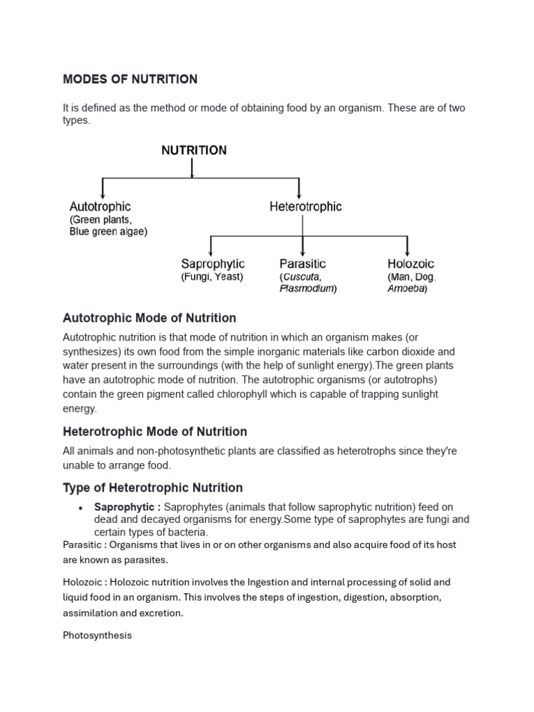 Modes of Nutrition: Autotrophic & Heterotrophic | PDF | Photosynthesis ...