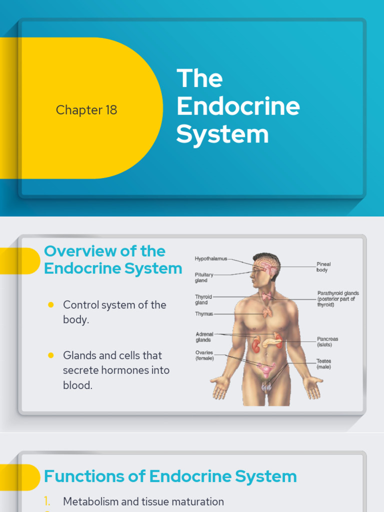 CH 18 Endocrine System Part 1 | PDF | Pituitary Gland | Hypothalamus