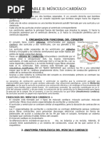 Sincitio Cardíaco: Estructura y Función | PDF | Corazón | Anatomía