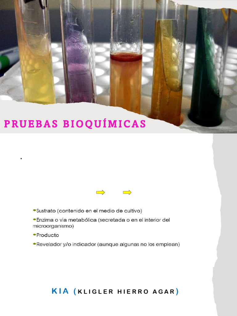 Pruebas bioquímicas_250521_215645 | PDF | Fermentación | Enzima
