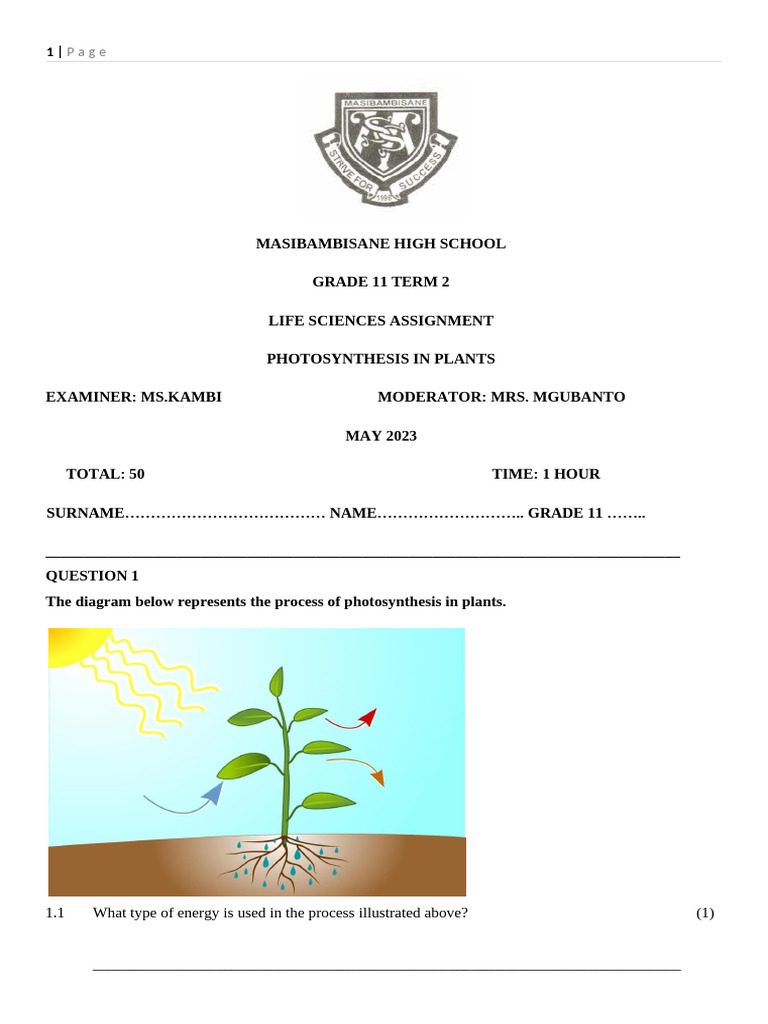 Photosynthesis Assignment for Grade 11 | PDF | Photosynthesis | Leaf