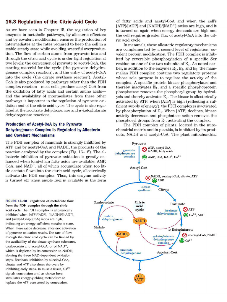 Regulation of TCA | PDF