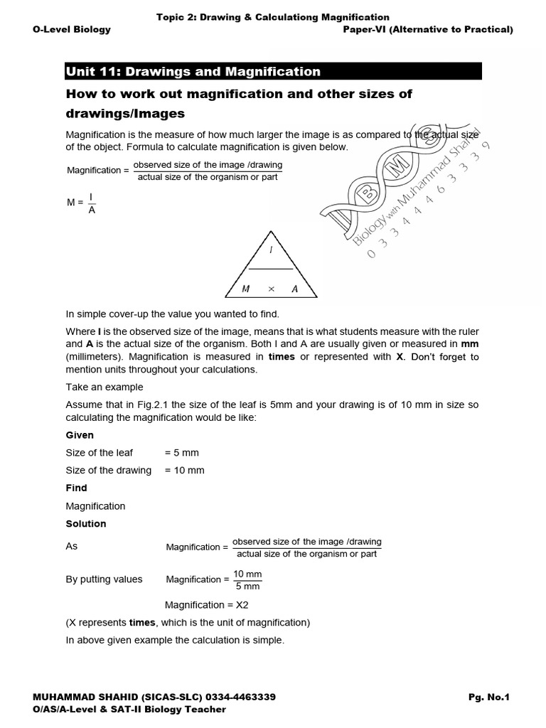 2. Drawing and Calculating Magnification | PDF | Plant Stem | Root