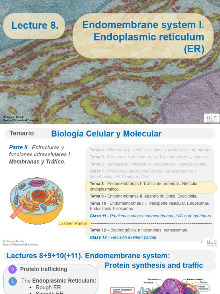 Lecture8 BioCelMol 2025 BIOING ER | PDF | Endoplasmic Reticulum ...