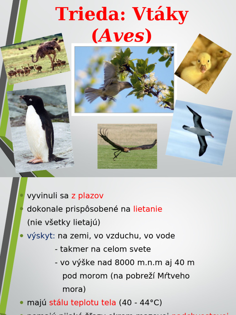 Vtáky 1 | PDF