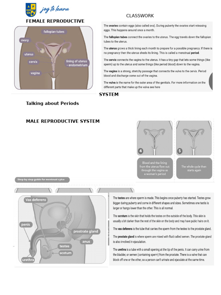 Male and Female Reproductive System Activities 8th | PDF