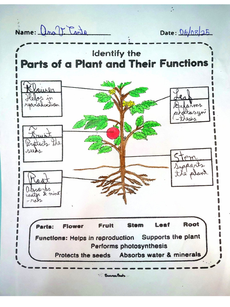 Plant - Parts - Functions 14 08 2025 20 30 | PDF