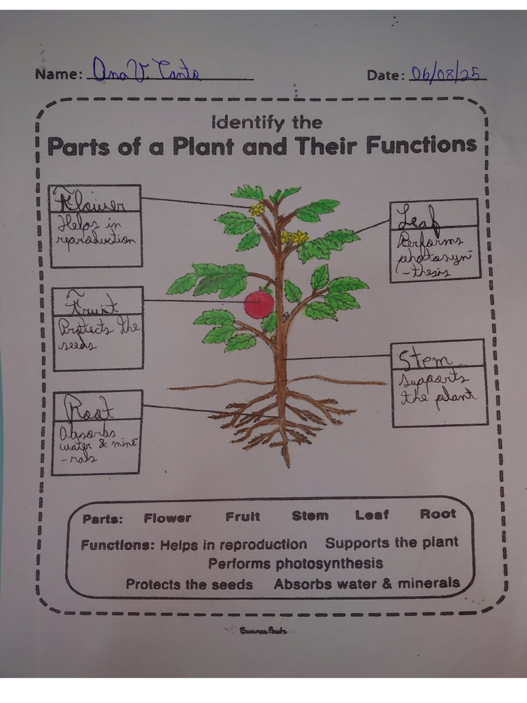 Plant - Parts - Functions 14 08 2025 20 30 | PDF
