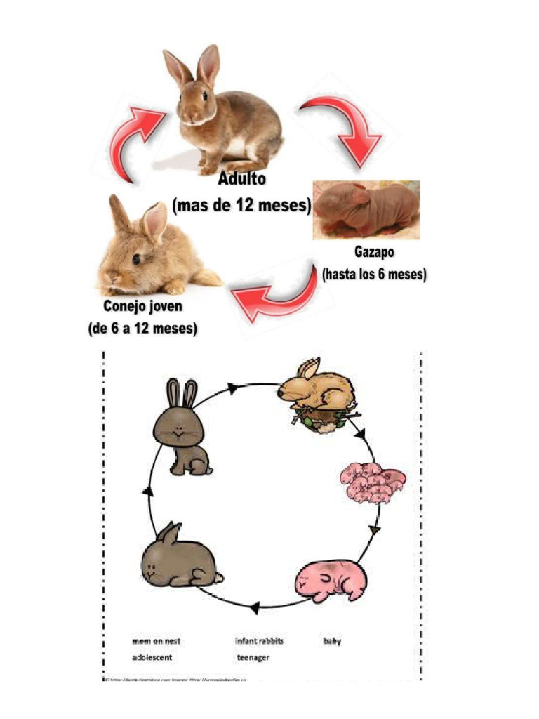 Ciclo de La Vida de Un Conejo | PDF