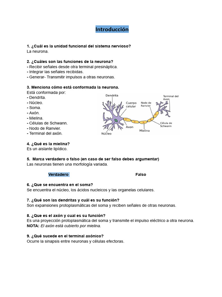 Neurona: Funciones y Estructura | PDF | Sinapsis | Axon