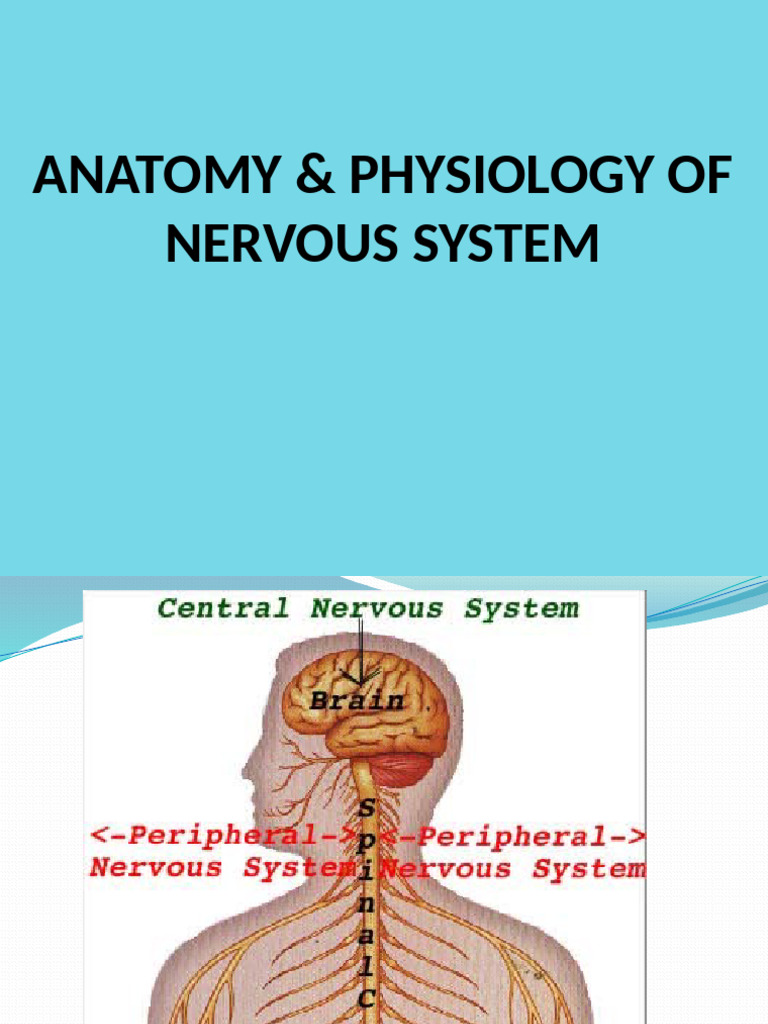 Anatomy & Physiology of Nervous System | PDF | Action Potential ...