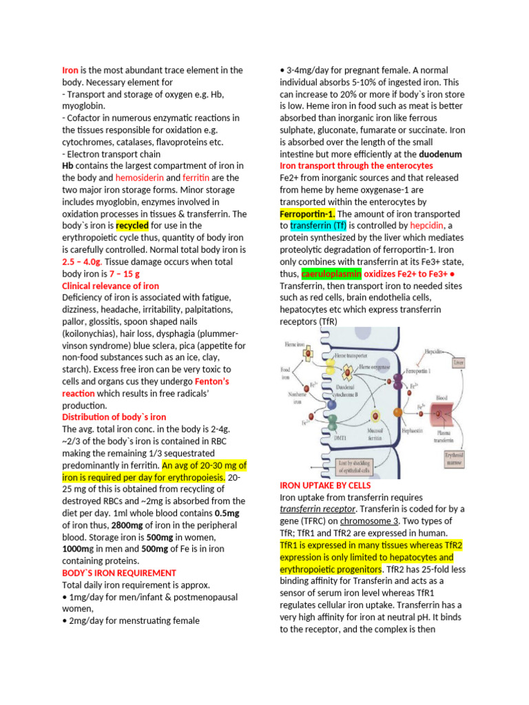 Understanding Body Iron: Functions & Regulation | PDF | Iron | Cell Biology