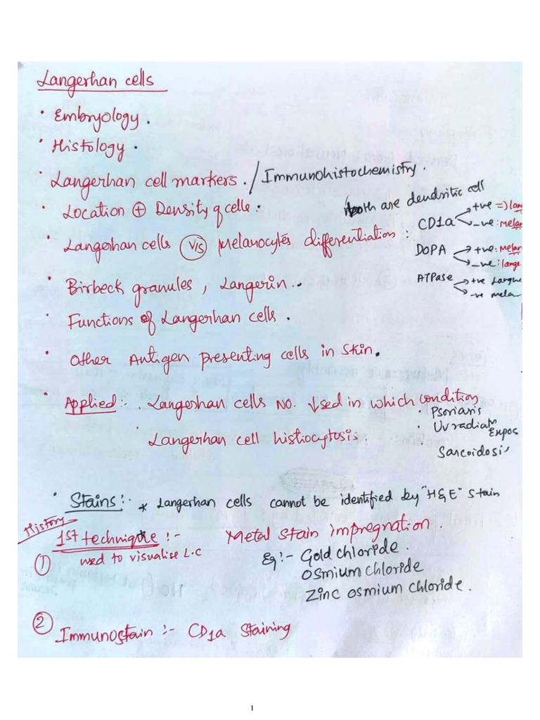 Langerhans Cell | PDF