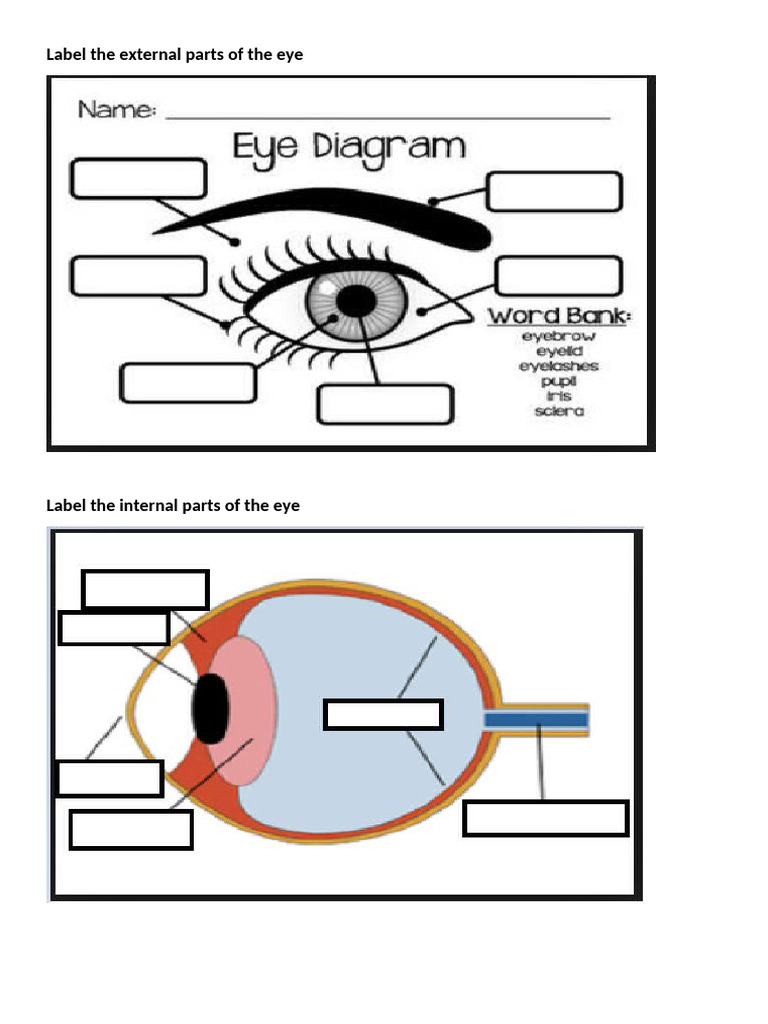 Eye and Ear Anatomy Labeling Guide | PDF | Ear | Eye