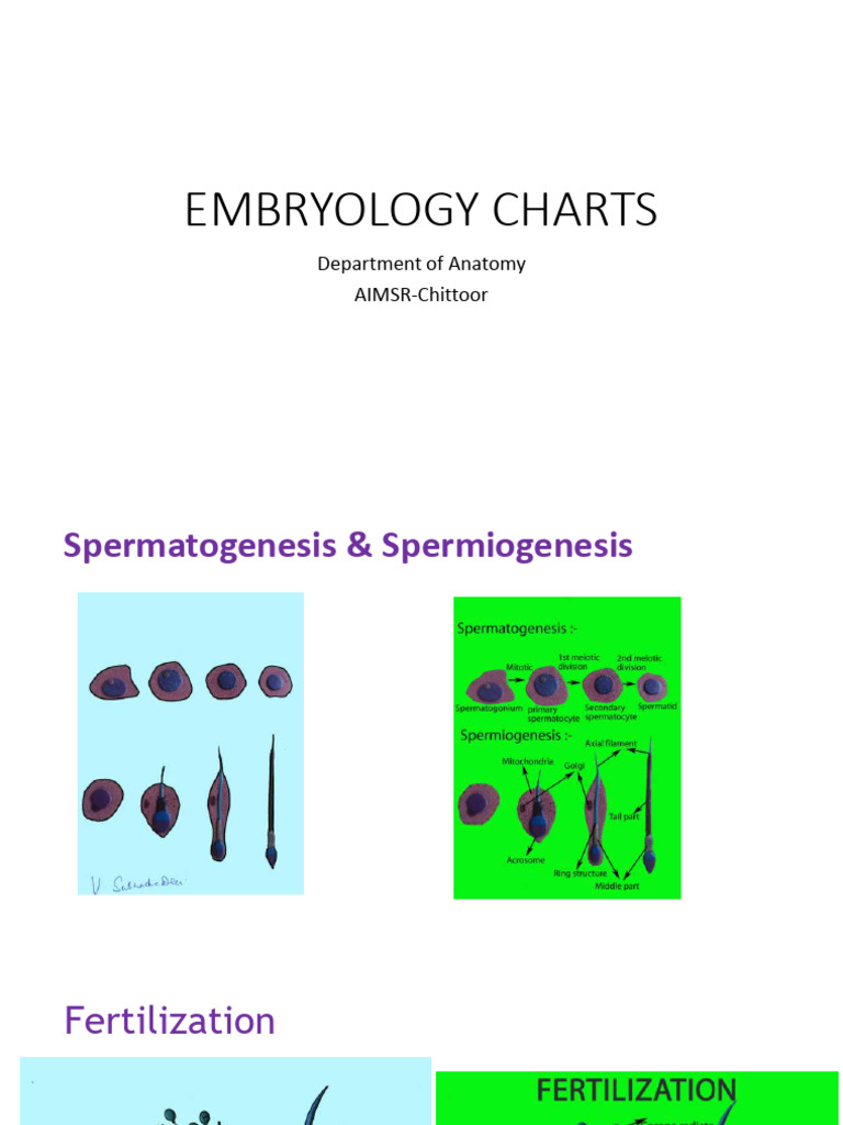 Embryology Charts - Revision | PDF