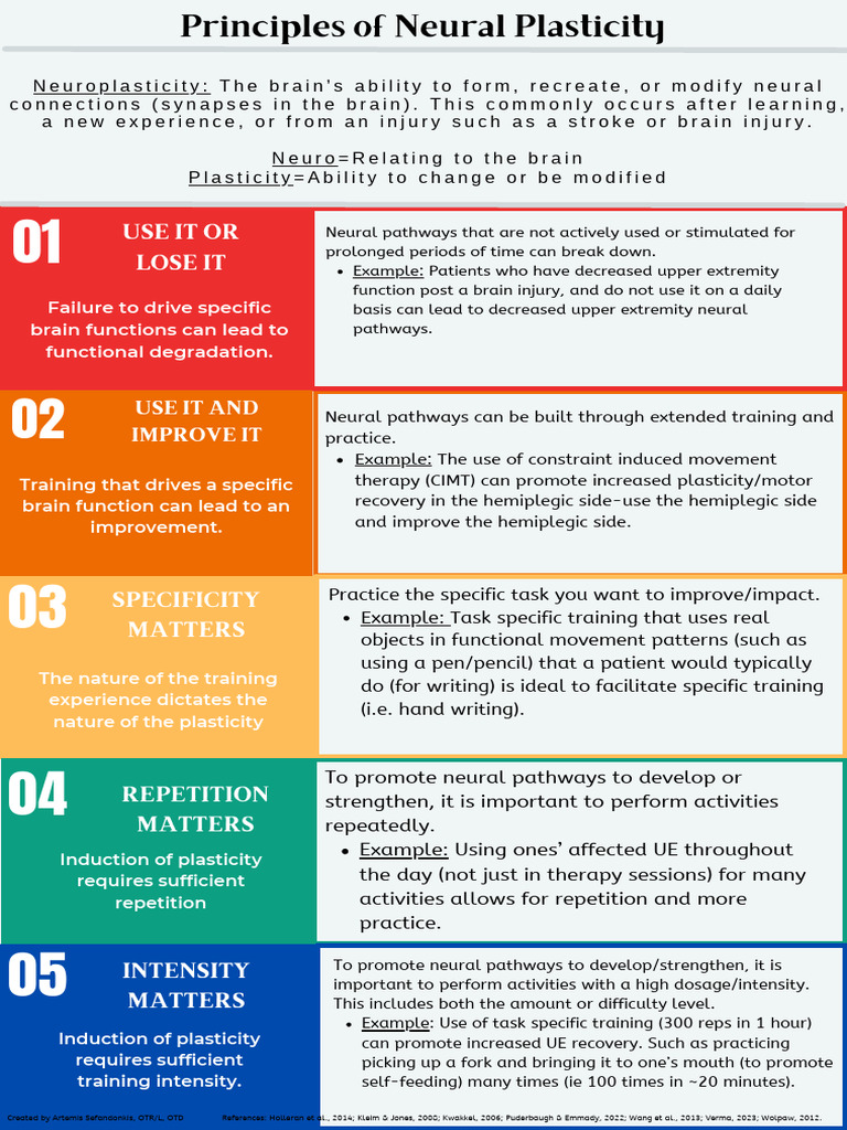 Principles of Neuroplasticity Explained | PDF | Neuroplasticity ...