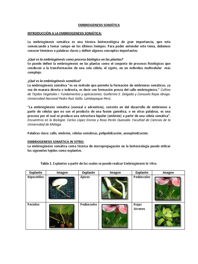 Embriogenesis Somatica | PDF | Botánica | Biología