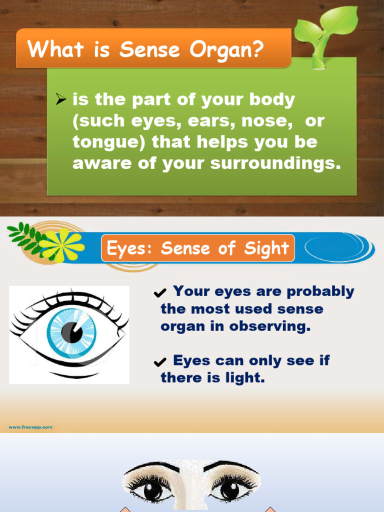 Q1 - Wk1 - Sense Organ of The Human Body | PDF | Taste | Ear