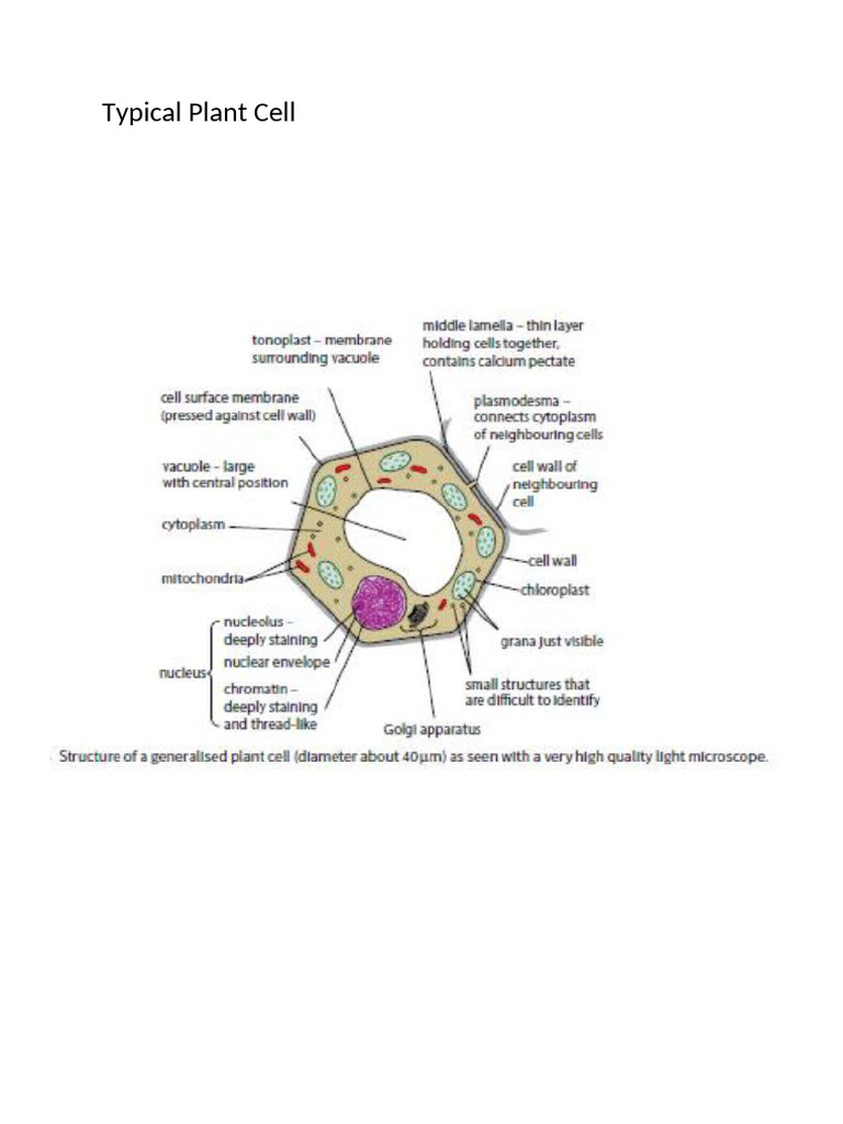 Cell Structure | PDF
