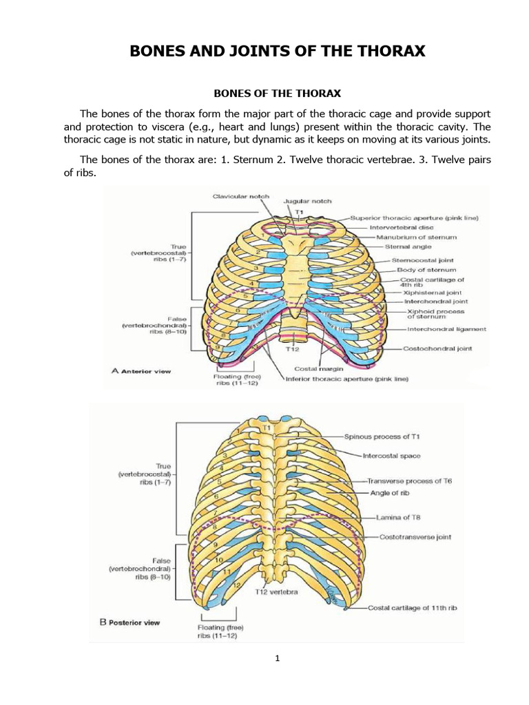 Joints of the Thoracic Cage Explained | PDF | Vertebra | Thorax (Human ...
