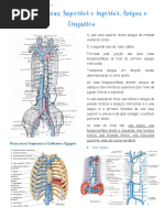 Anatomia do Sistema Venoso Ázigo | PDF | Veia | Coluna vertebral