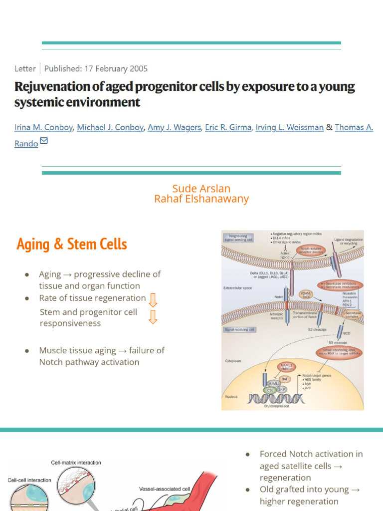 Rejuvenation of Aged Progenitor Cells by Exposure To A Young Systemic ...