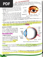Sheep Eye Dissection Lab Guide | PDF | Eye | Facial Features