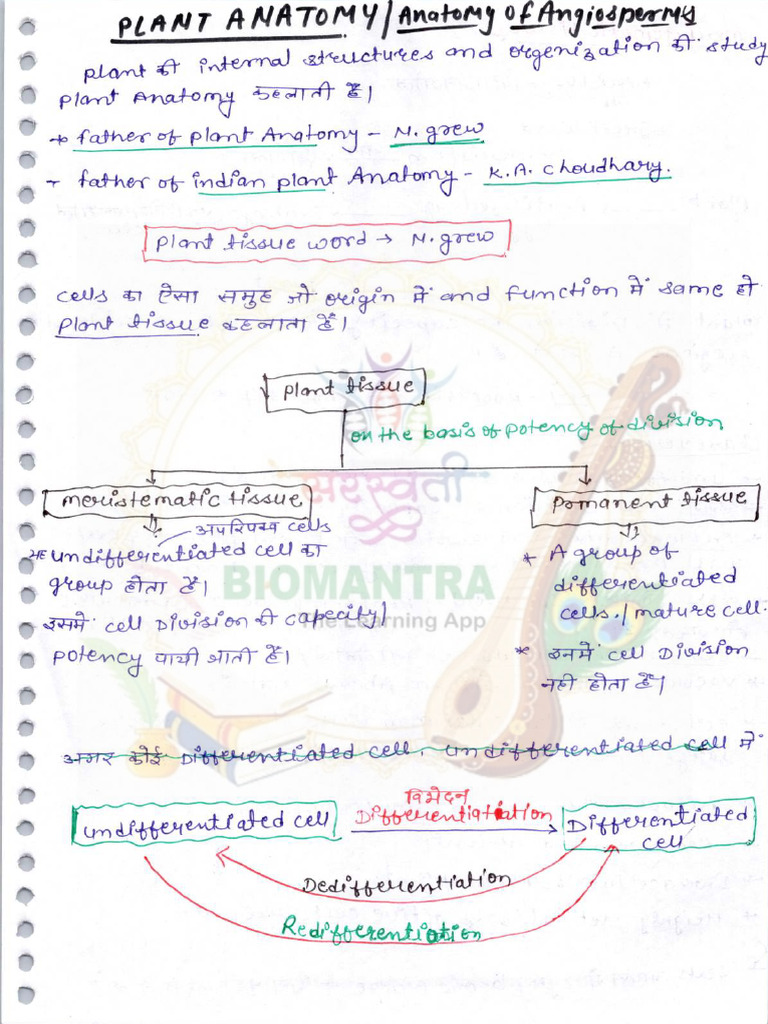 10. Plant Anatomy_35262988_2025_01_08_22_09 | PDF