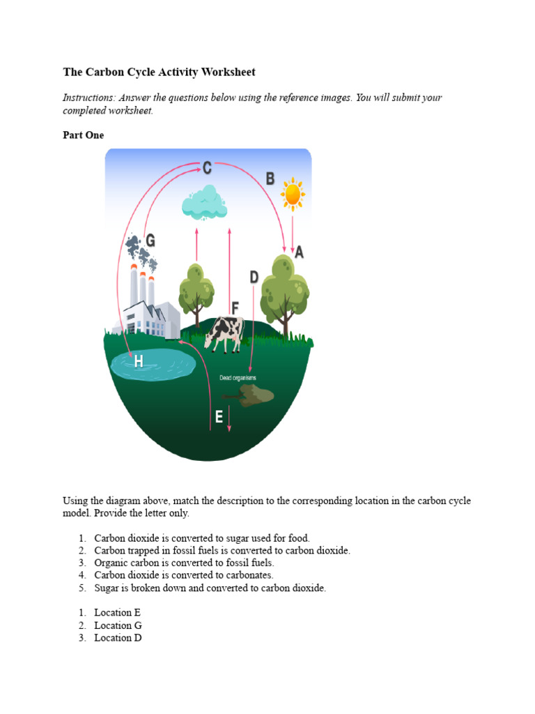 Carbon Cycle Activity Worksheet | PDF