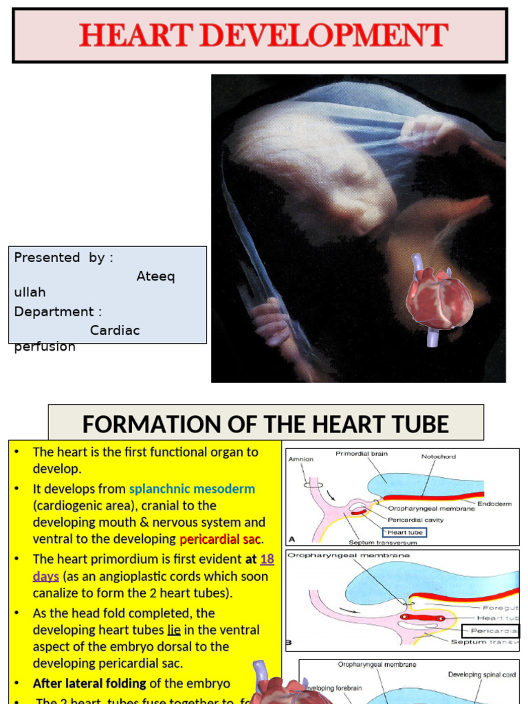 Heart Tube Development in Embryology | PDF | Atrium (Heart) | Heart