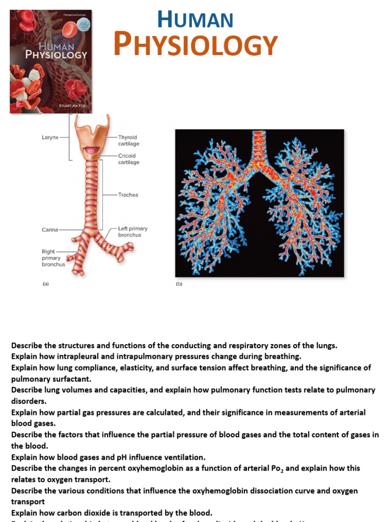 Understanding the Respiratory System | PDF | Respiratory Tract | Lung