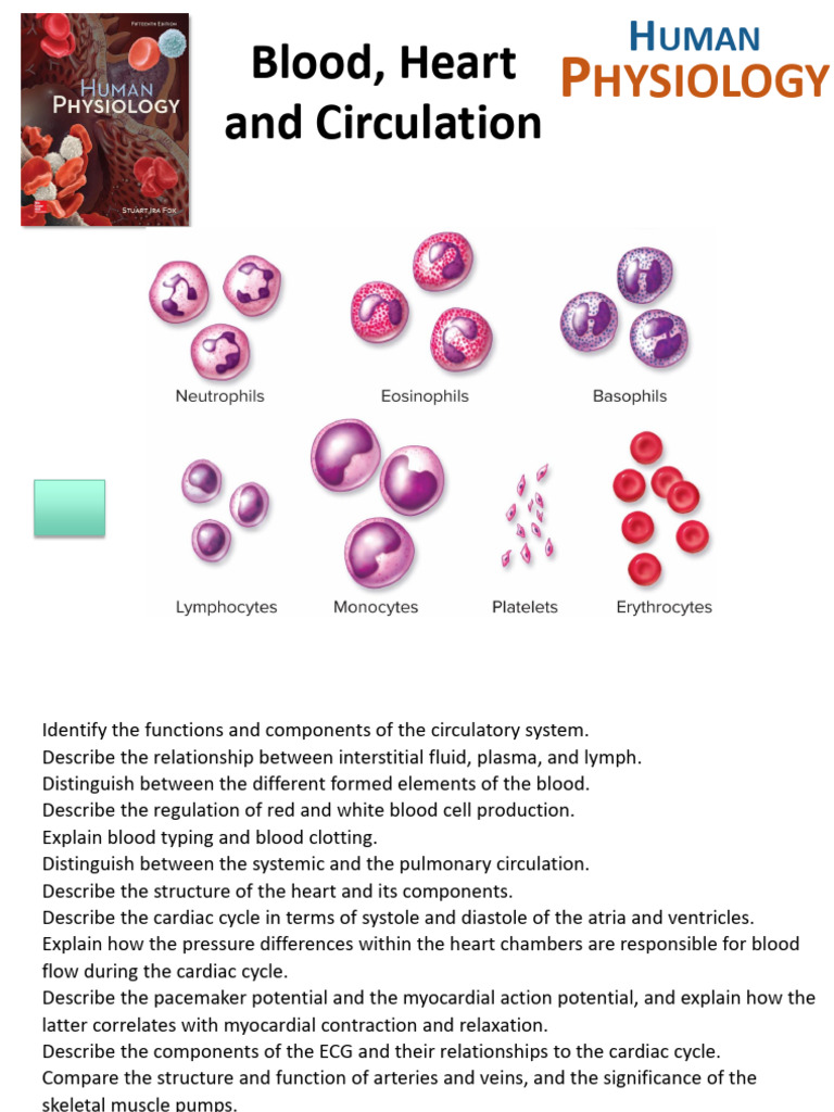 Human Physiology Blood Circulation | PDF | Heart | White Blood Cell