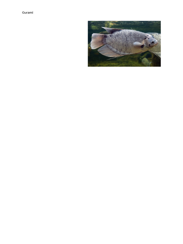 Gurami | PDF