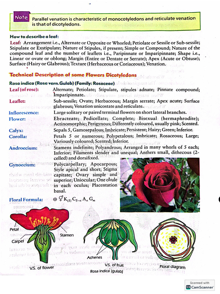 Biology - Flowers of Rose, Cass | PDF
