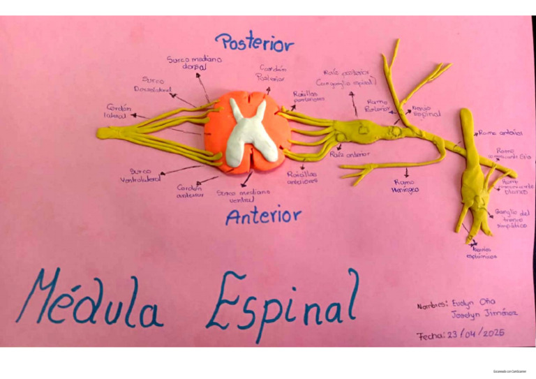 Maqueta Corte Asta Anterior | PDF