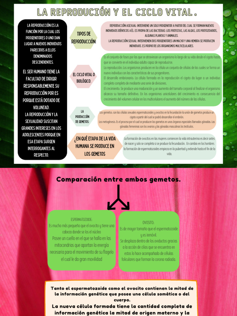 Reproducción y gemetos en humanos | PDF | Reproducción | Embrión