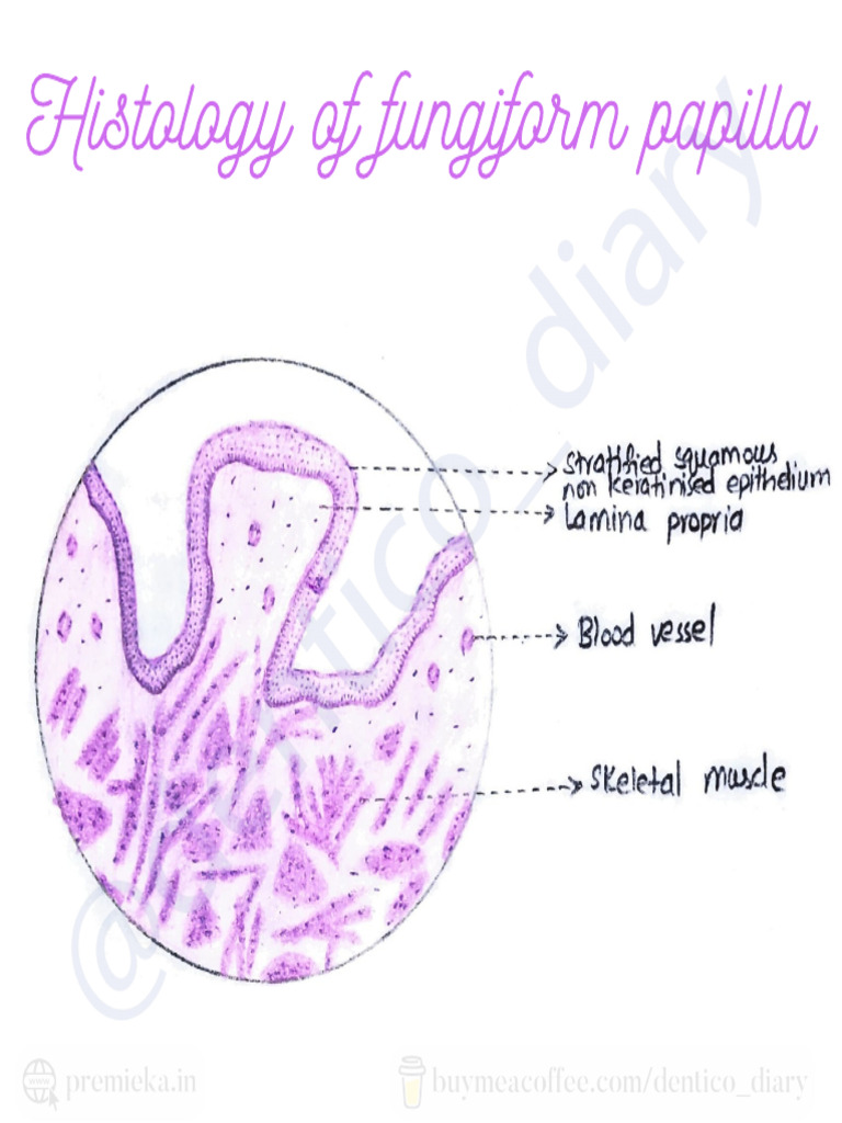 Histology of fungiform papilla | PDF