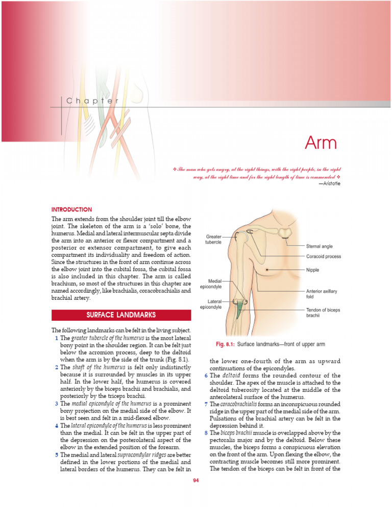 Anatomy of the Cubital Fossa | PDF | Arm | Elbow