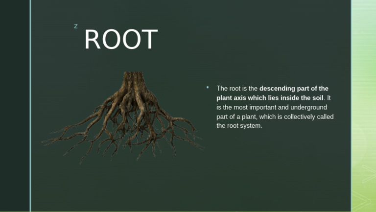 Understanding Plant Roots and Systems | PDF