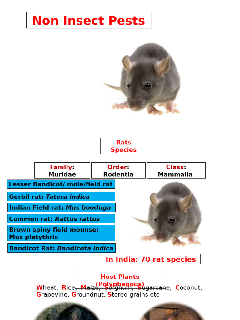 Non Insect Pests | PDF | Nematode | Parasitism