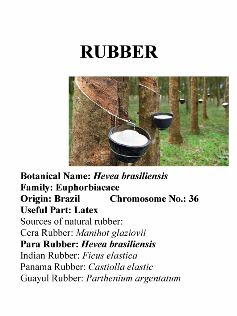 Rubber PDF | PDF
