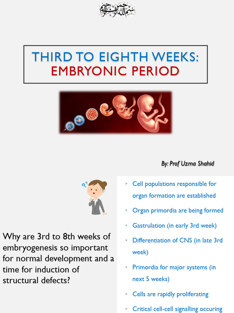 Embryonic Development: Weeks 3-8 Overview | PDF | Central Nervous ...