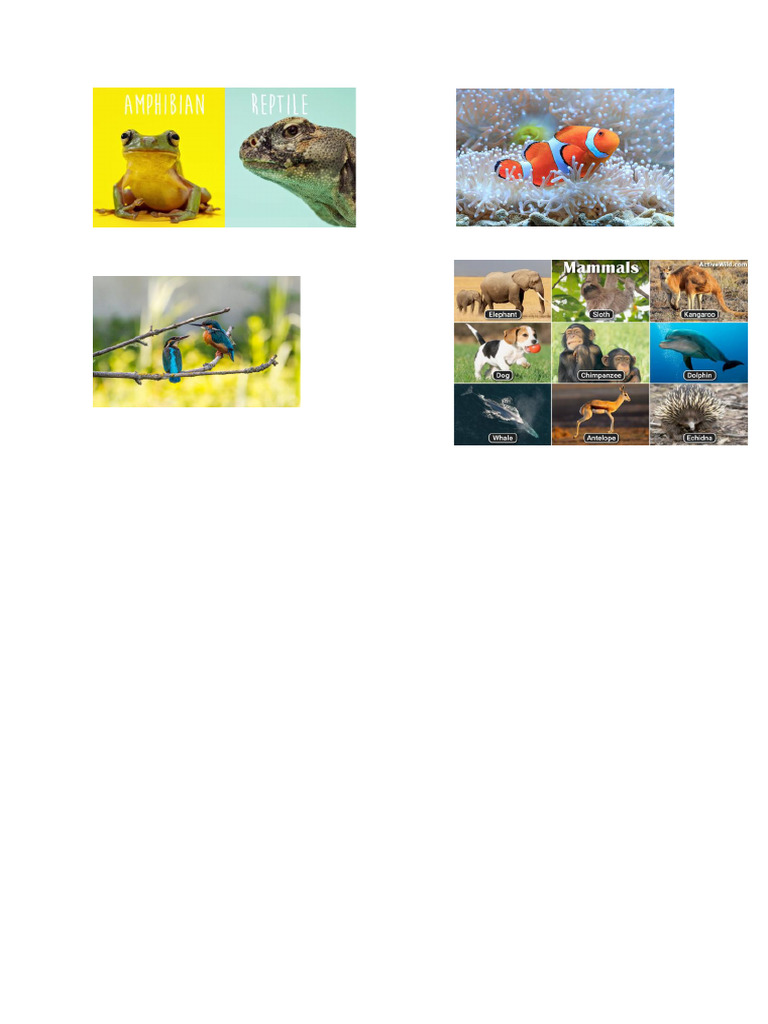 Biology Pictures | PDF