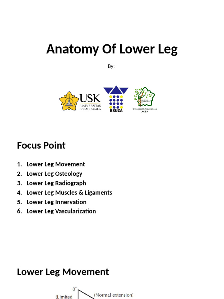 Anatomy of Lower Leg | PDF
