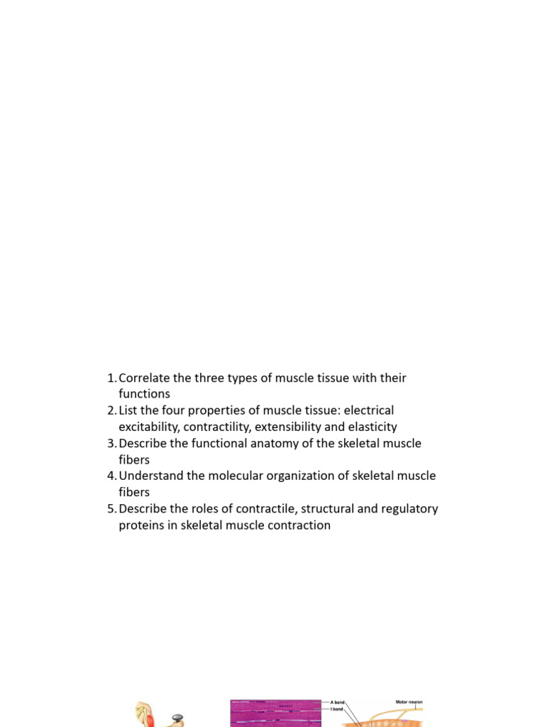 General Principles of Muscle Function L23 | PDF | Muscle | Muscle ...