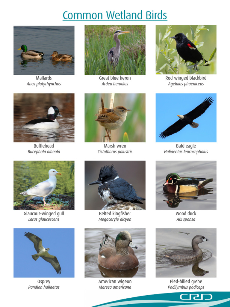 Common Wetland Birds | PDF