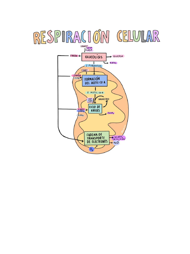 RespiraciÓN Celular | PDF