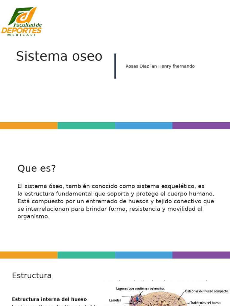 Estructura y funciones del sistema óseo | PDF | Hueso | Articulación