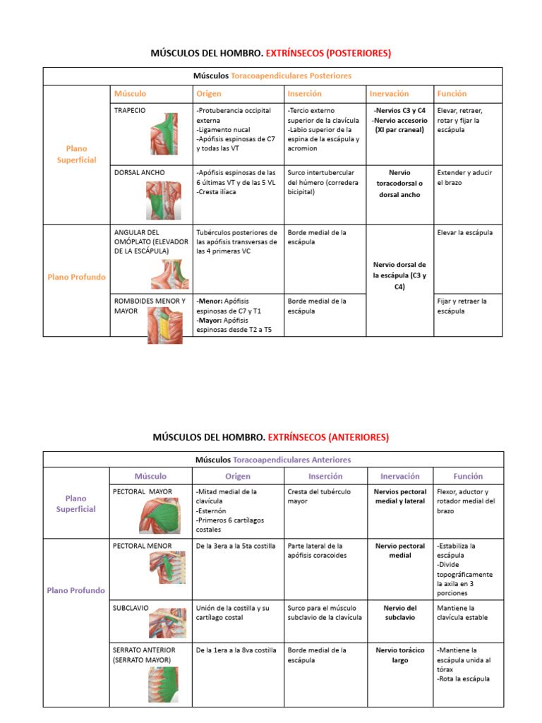 Músculos de la Axila y Hombro | PDF | Hombro | Articulaciones