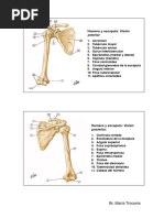Anatomía del Cúbito: Estructura y Función | PDF | Codo | Extremidades ...